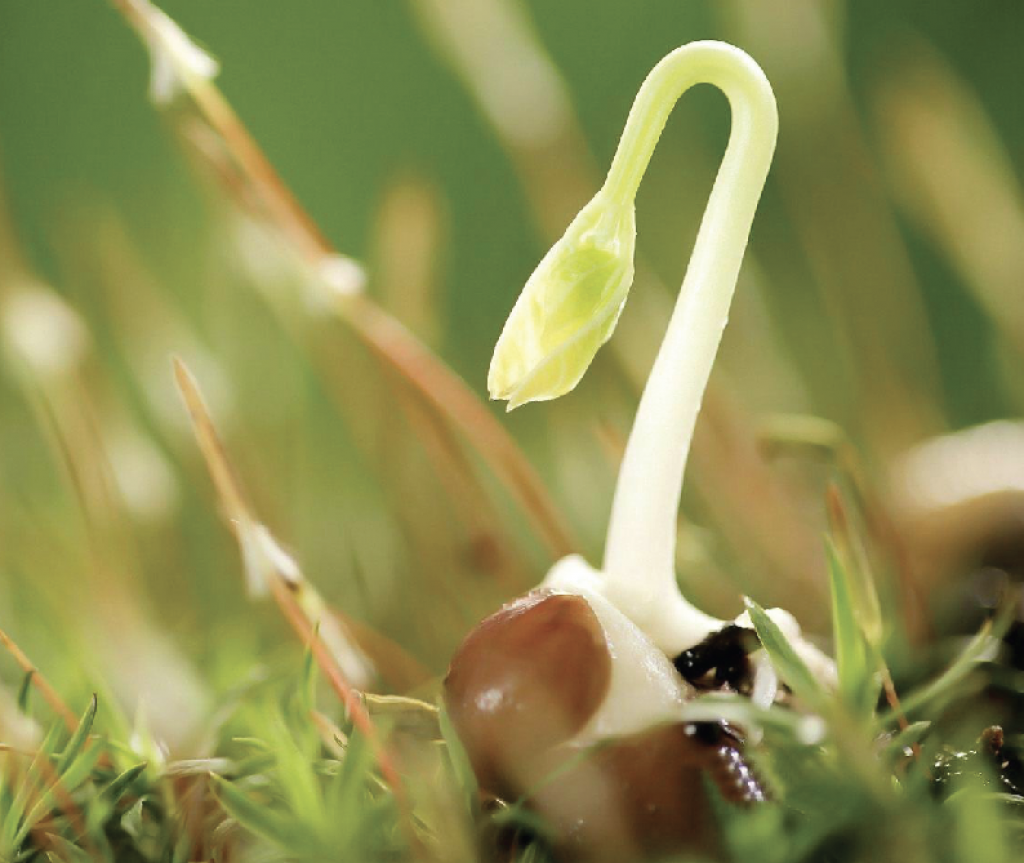 About Germination / How It’s Done – Hydro Culture