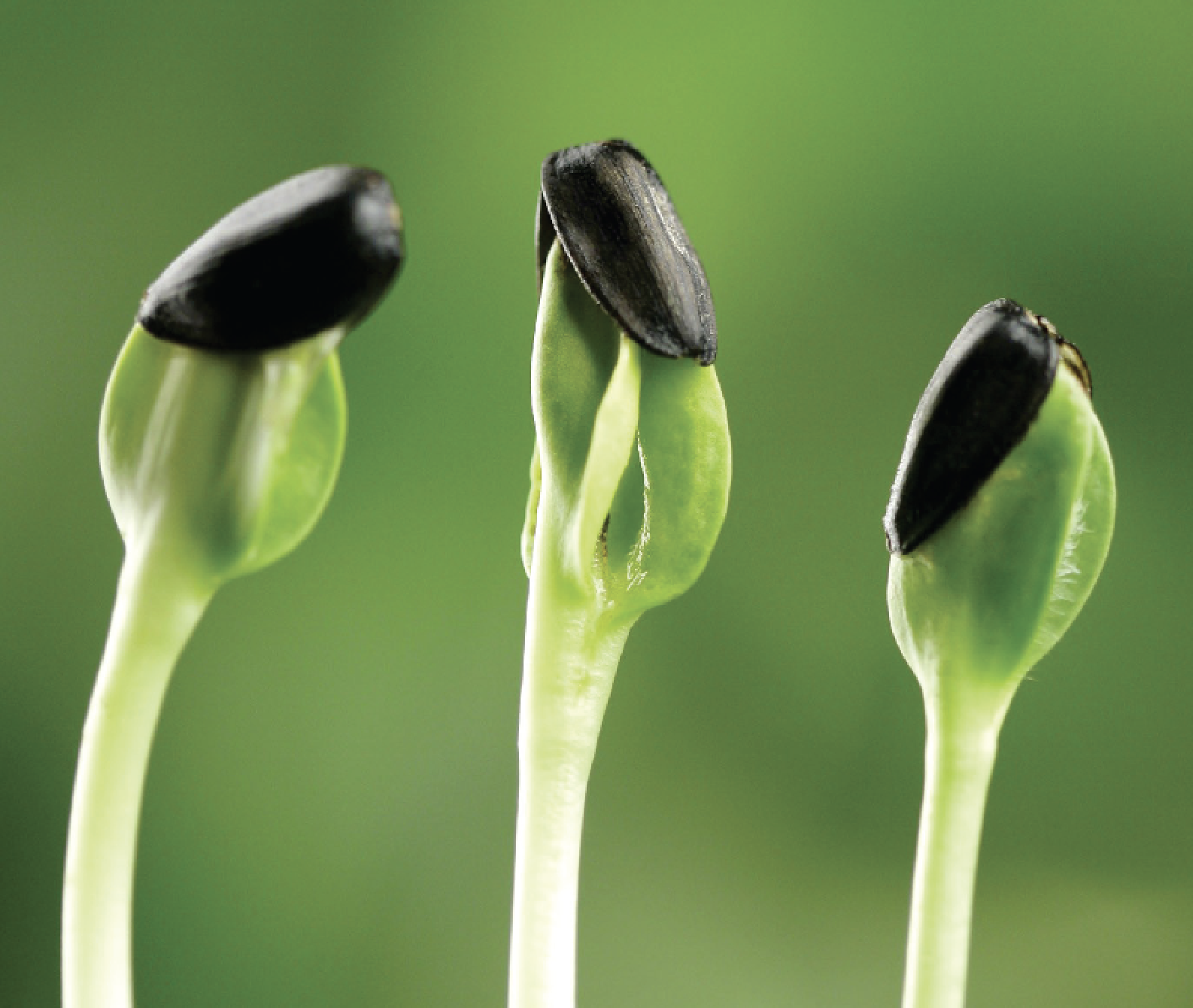 About Germination / How It’s Done – Hydro Culture